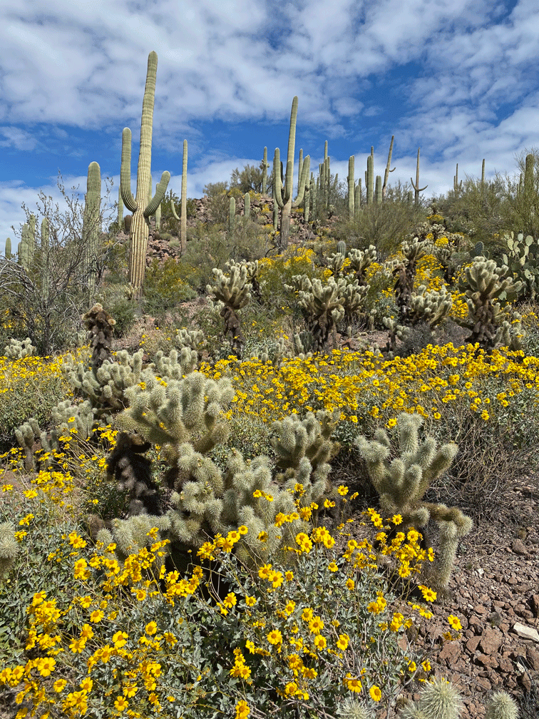 Tucson: Mar. 1 – 8: Biosphere 2, Buffelgrass & Birds – Travels with a Fox