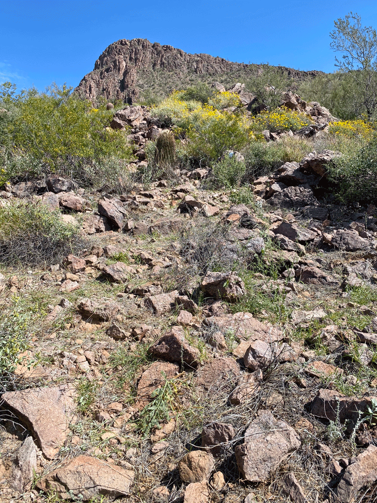 Tucson: Mar. 1 – 8: Biosphere 2, Buffelgrass & Birds – Travels with a Fox