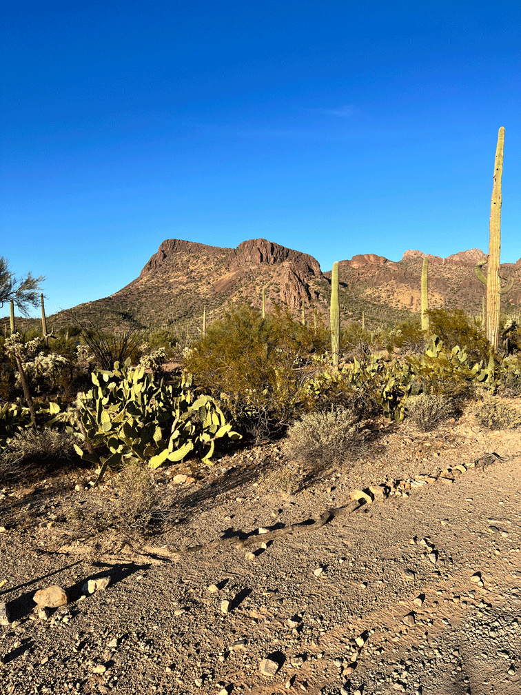 November 2022: Arizona Adventures – Part 1 – Travels with a Fox